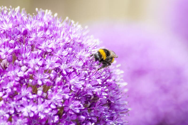 Allium with Bee stock image. Image of entomology, close - 34151811