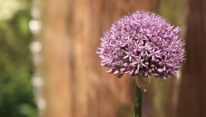 Allium bloom stock photo. Image of healthy, growing, freshness - 54144888