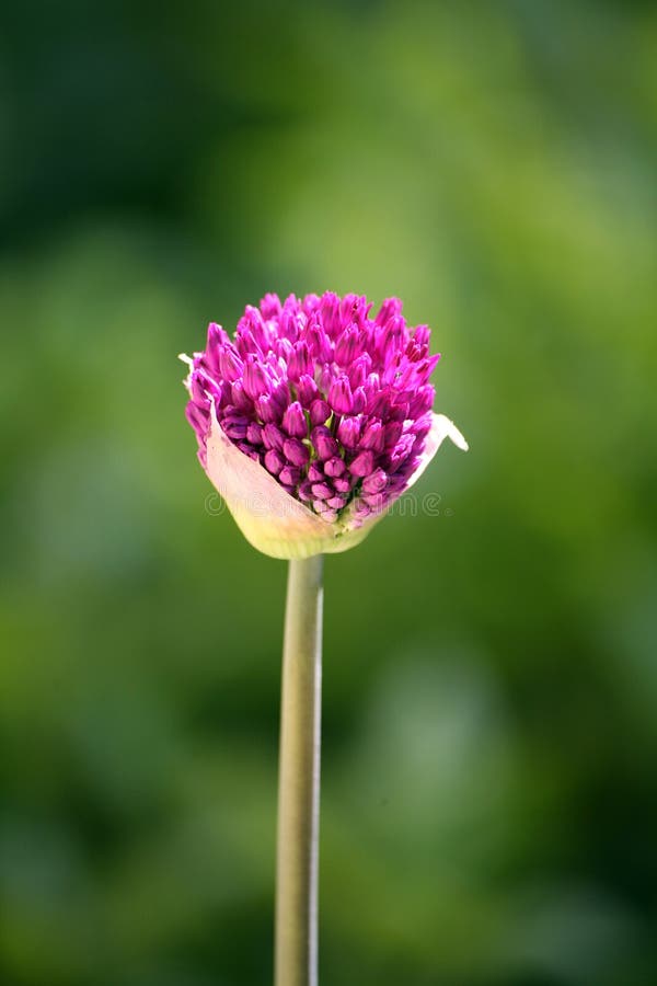 Allium Bud, Bright Magenta Colour Stock Photo - Image of bright ...