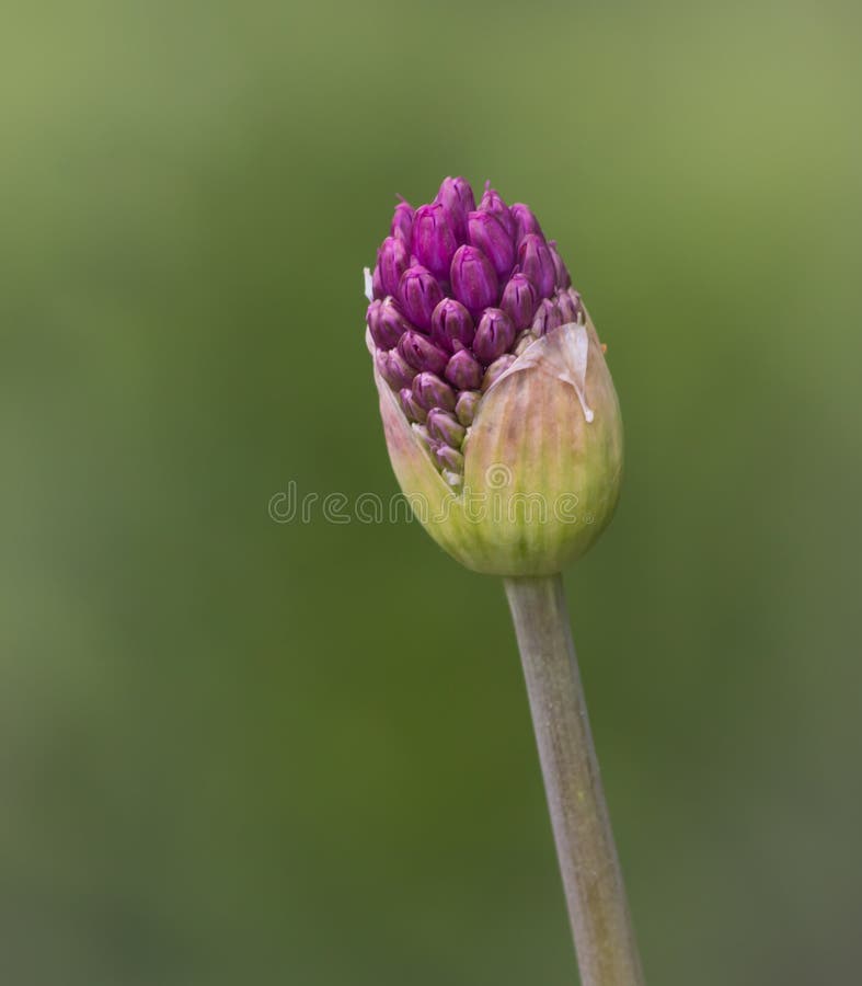Allium bud popping open stock image. Image of open, flower - 169001195