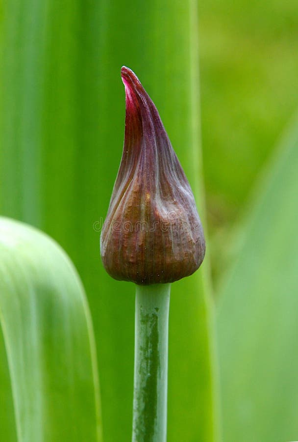 Allium Buds in Early Spring Stock Photo - Image of plant, gardening ...