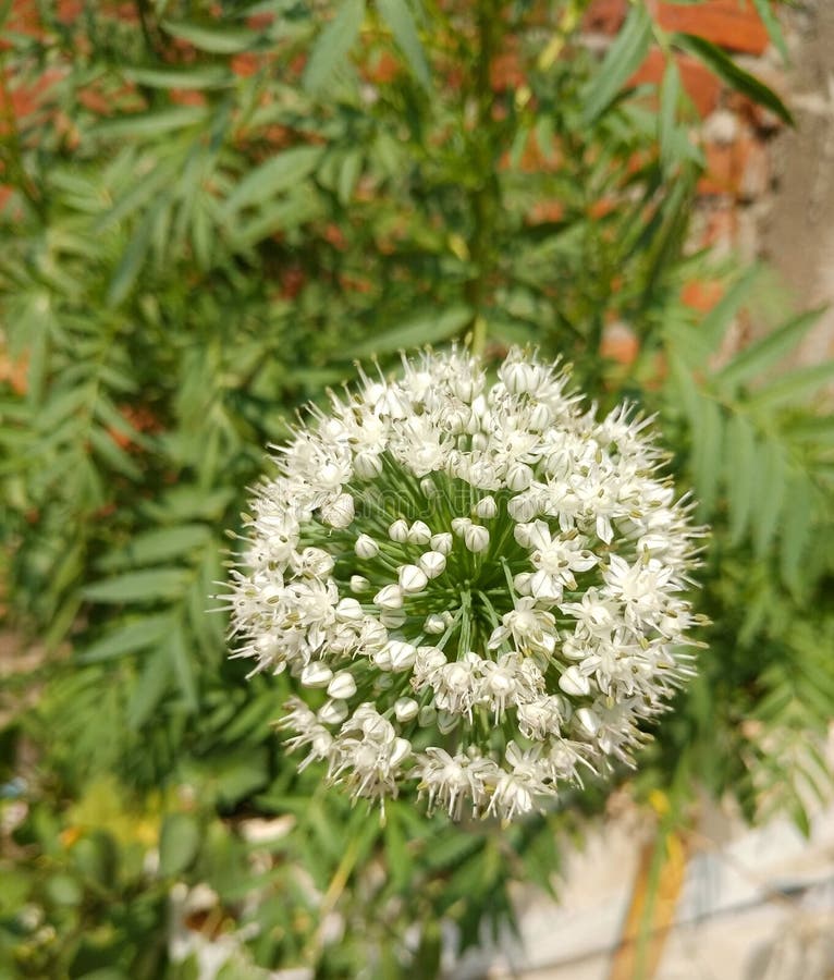 Allium Cepa Commonly Known As Onion Flower Stock Photo - Image of plant ...