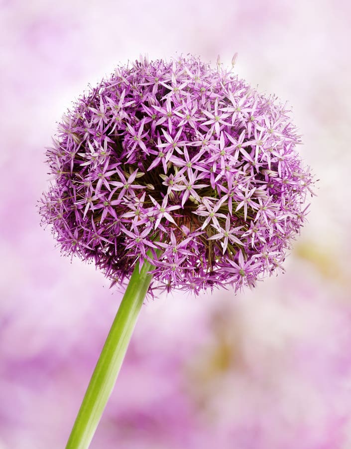 Allium, Fiori Viola Dell'aglio Immagine Stock - Immagine di nave, viola ...