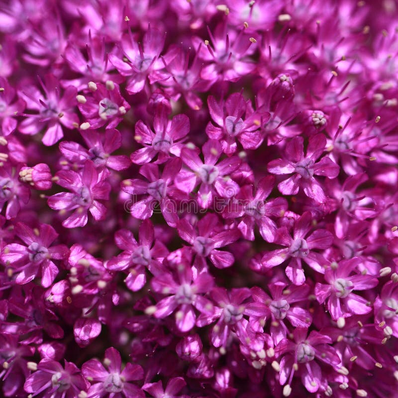 Allium Flower Background stock image. Image of head, allium - 9825685