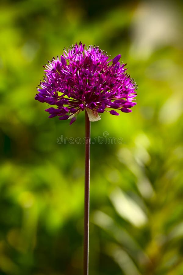 Allium Flower stock image. Image of white, purple, allium - 79949855