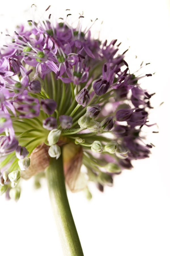 Allium Flower stock image. Image of white, purple, allium - 79949855