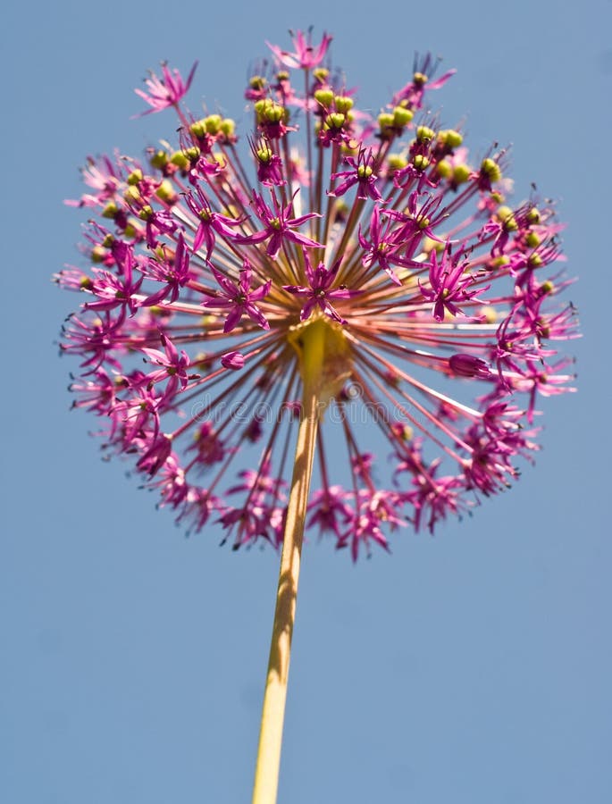 Allium flower stock photo. Image of herbal, allium, herb - 7000124