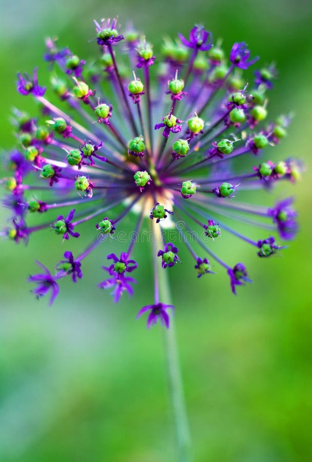 Allium Flower stock image. Image of white, purple, allium - 79949855