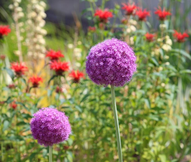 Allium Flower stock image. Image of white, purple, allium - 79949855