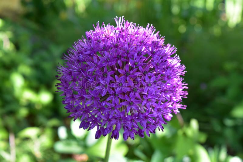 Allium Flower stock image. Image of nature, herb, blooming - 70719957