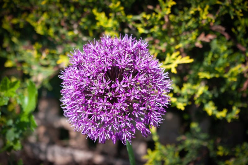 Allium Flower Head in Spring Stock Image - Image of horticulture ...