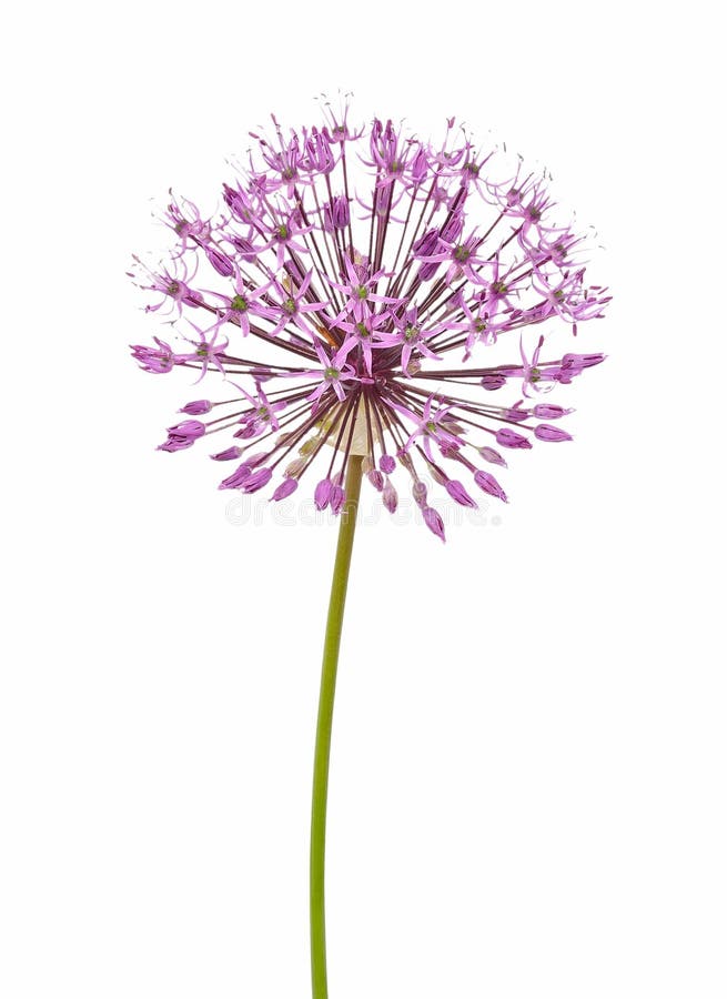 Allium stock image. Image of purple, alium, nature, lilac - 19303065
