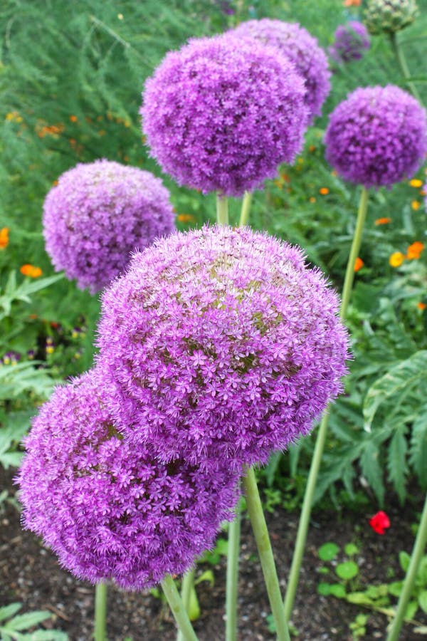 Allium flowers stock photo. Image of allium, leaves, summer - 16247734