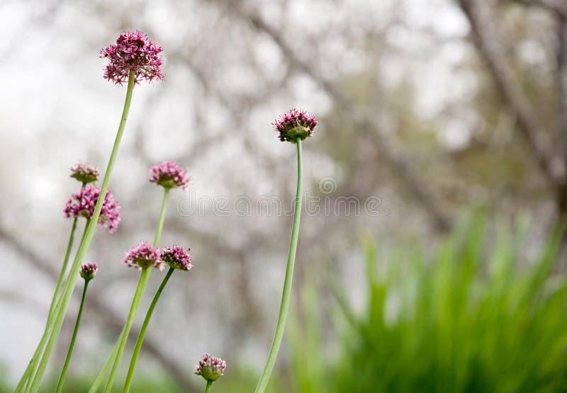 Allium flowers stock photo. Image of outside, outdoor - 1970008