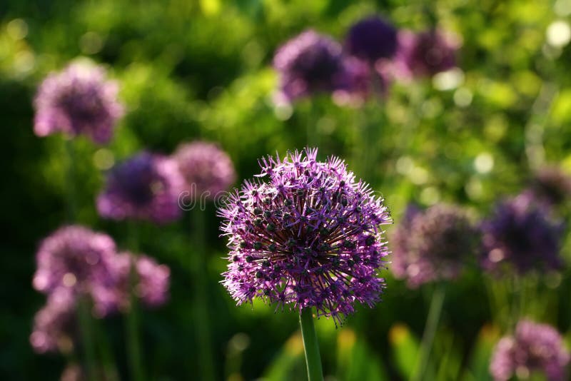 Allium stock image. Image of sunlight, flower, blooming - 150346647