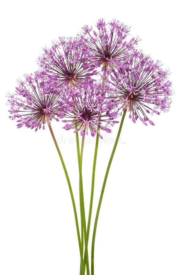 Allium flowers stock image. Image of flower, blue, allium - 44439403