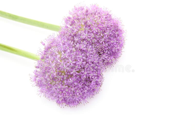 Allium Gigateum in a White Background Stock Image - Image of background ...