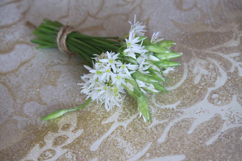 Allium are Known As Wild Garlic Stock Image - Image of blooming, plant ...