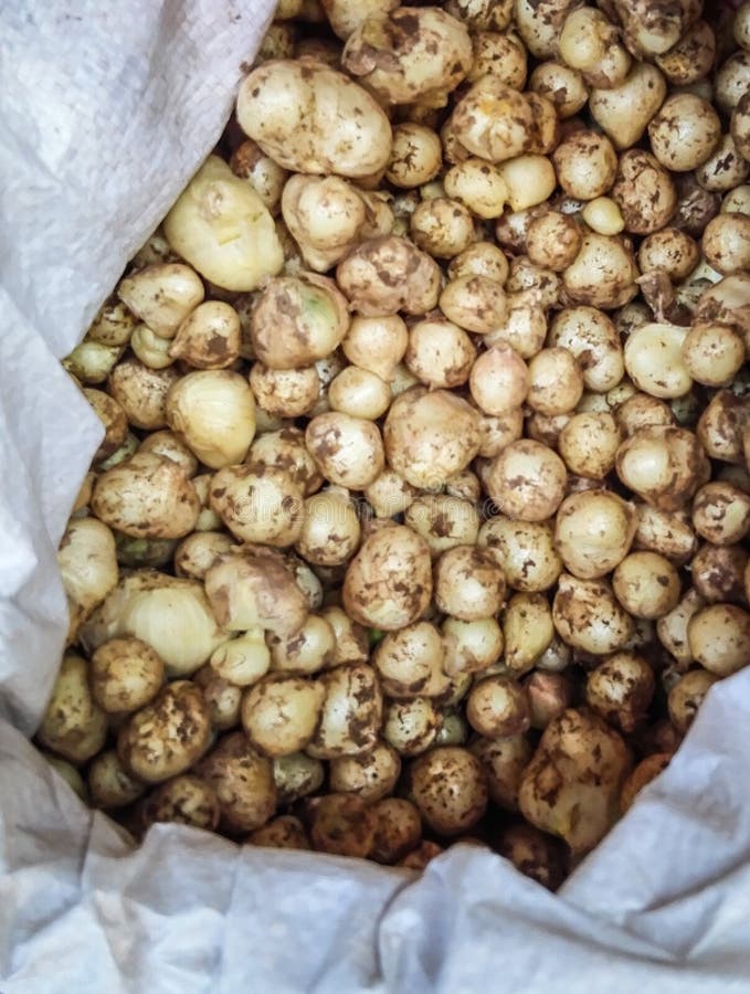 Allium macrostemon stock photo. Image of business, food - 118717648