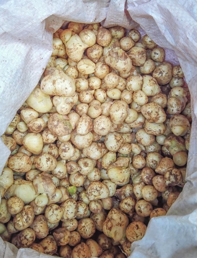 Allium Macrostemon Bunge Seeds Grow in the Pot Stock Photo - Image of ...