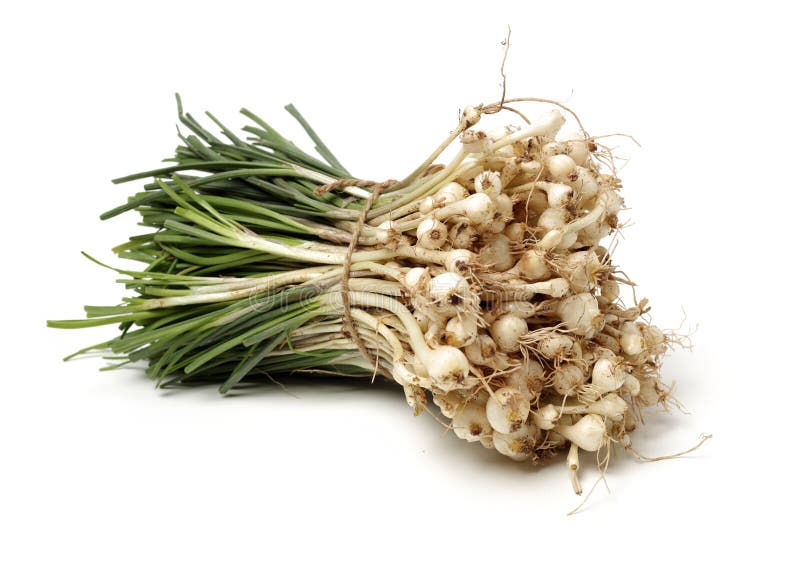 Allium Macrostemon Bunge Stock Photos - Free & Royalty-Free Stock ...