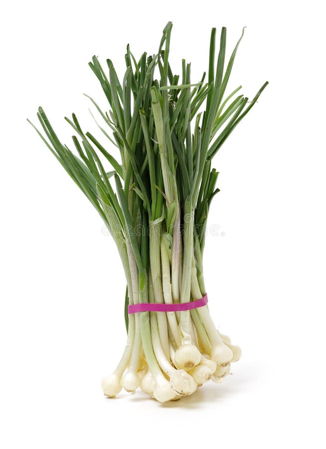 Allium Macrostemon Bunge Seeds Grow in the Pot Stock Photo - Image of ...