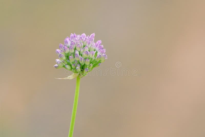 Allium macrostemon stock photo. Image of allium, natural - 271863374