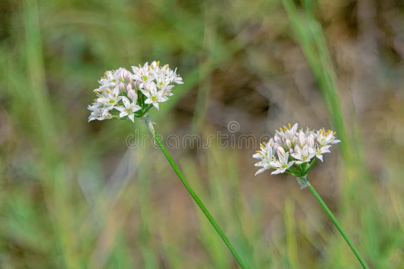 Allium Macrostemon Bunge Seeds Grow in the Pot Stock Photo - Image of ...