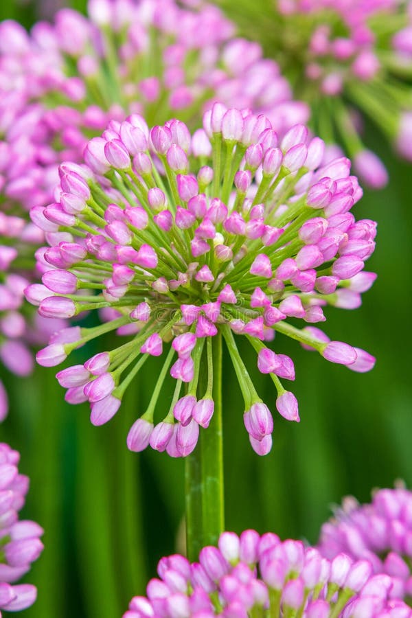 Allium Millenium stock image. Image of closeup, horticulture - 139089857