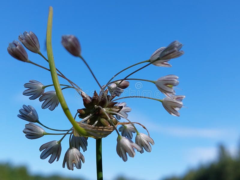 Allium oleraceum stock photo. Image of oleraceum, flowering - 253339962