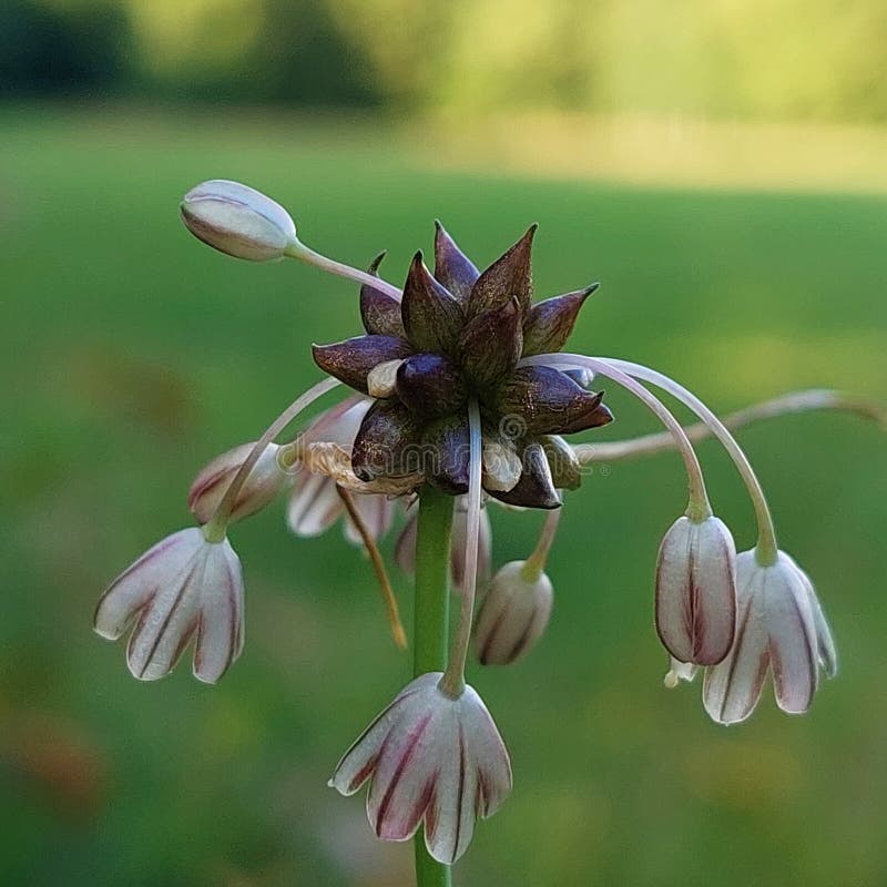 Allium oleraceum stock image. Image of field, amaryllidaceae - 253339965