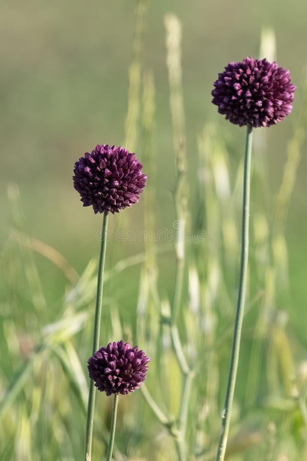 Allium Ornamental Onion Violet Spring Flower in the Garden Design Stock ...