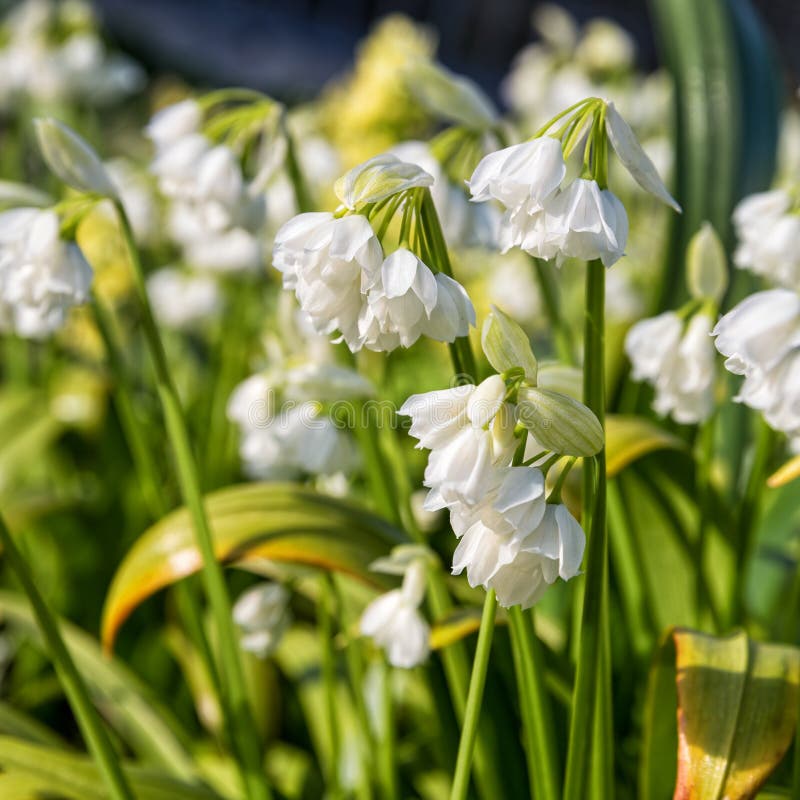 Allium paradoxum stock photo. Image of growing, garden - 142764814