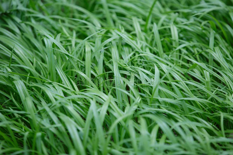 Allium Paradoxum. Wild Forest Onion Stock Photo - Image of agriculture ...
