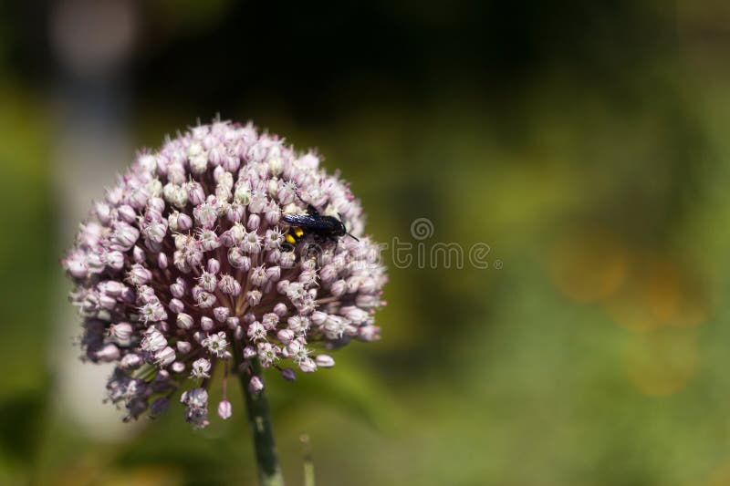 Allium Porrum, Flowering Leeks in the Garden. Stock Image - Image of ...