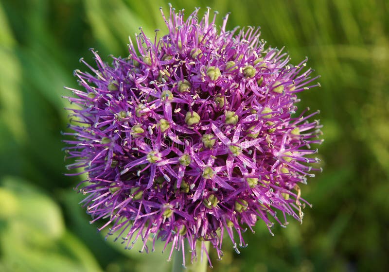 The allium purple flowers stock image. Image of field - 149391903