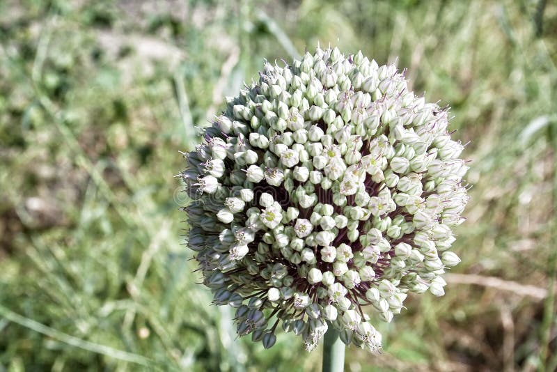 Allium Sativum, the Scientific Name of the Flower of the Garlic Stock ...
