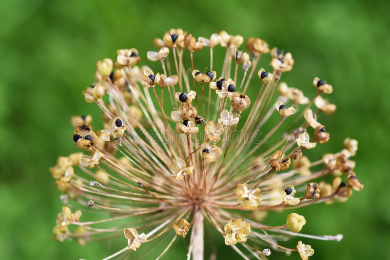 173 Dried Allium Flower Stock Photos - Free & Royalty-Free Stock Photos ...