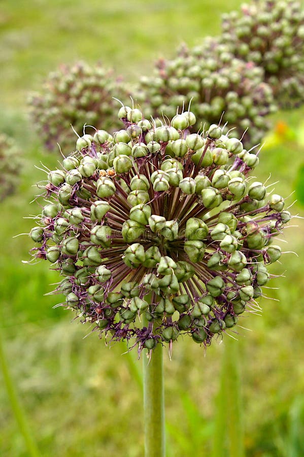 The allium seed heads stock image. Image of ball, head - 241828695