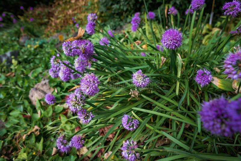 Allium Senescens, Commonly Known As German Garlic or Mountain Garlic ...