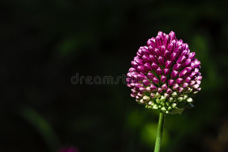 Allium sphaerocephalum stock photo. Image of leek, growing - 252801760