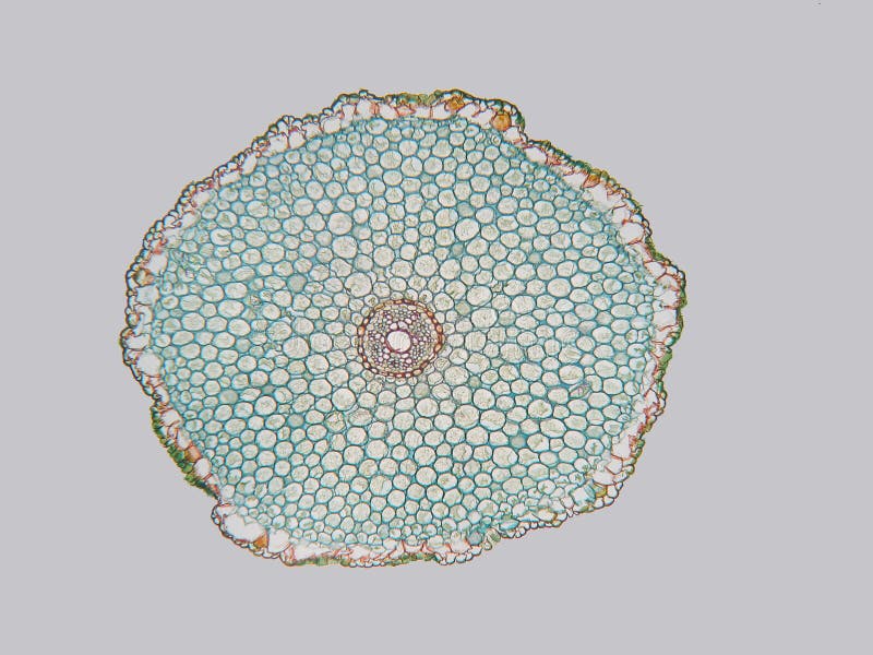Fern root cross section stock photo. Image of scientific - 5603746