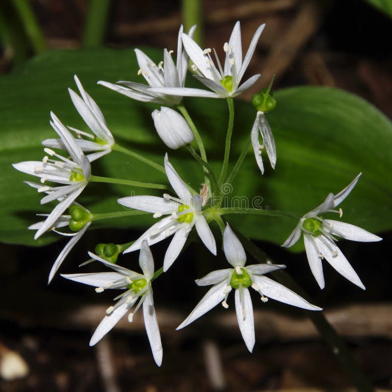 Allium ursinum / ramsons stock image. Image of cooking - 24683995