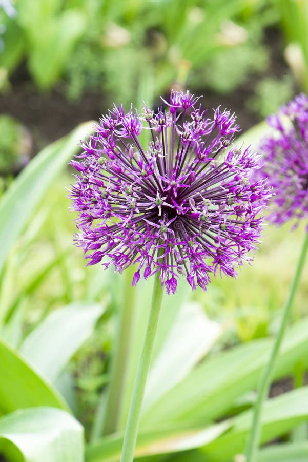Allium - violet ball stock photo. Image of blossom, blooming - 33217614