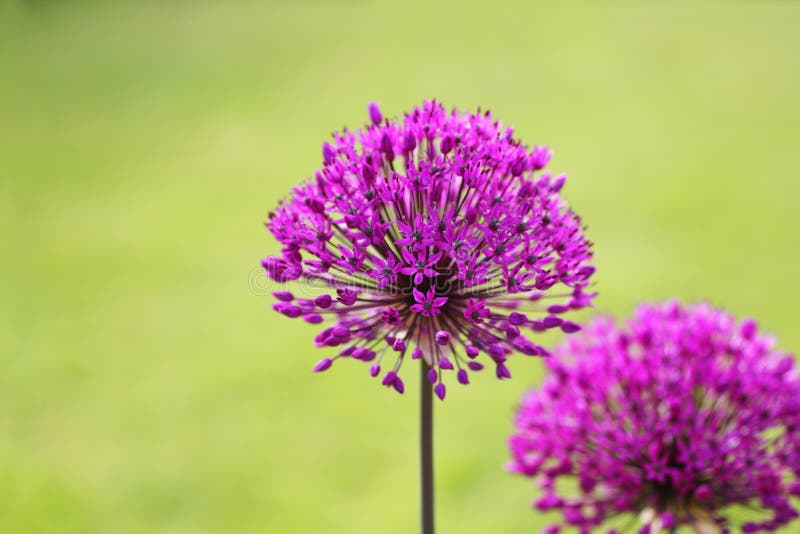 Red onion flowers stock photo. Image of growth, onion - 27386370