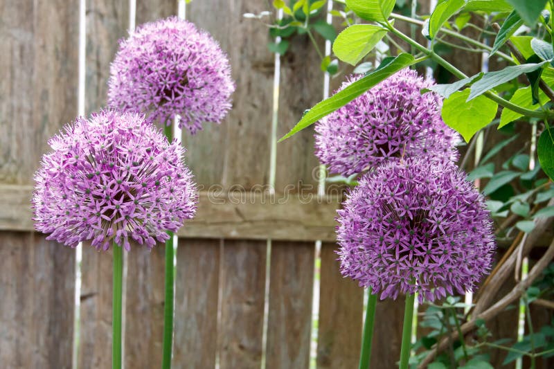 Alliums stock photo. Image of flower, landscaping, four - 41042864