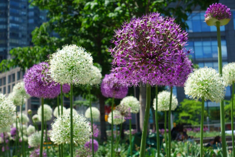 Field of Allium Flowers stock photo. Image of garden - 29839530