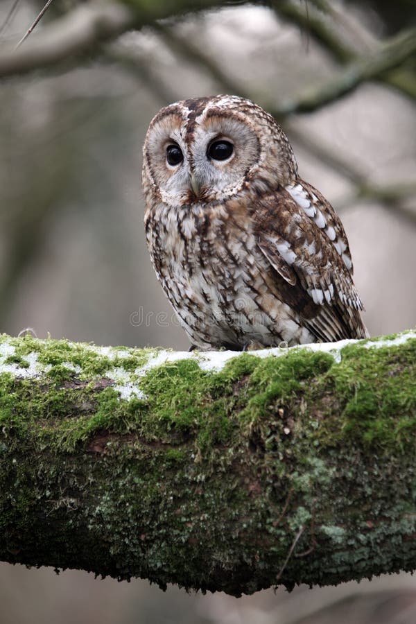 Allocco, Aluco Dello Strige Fotografia Stock - Immagine di notturno ...