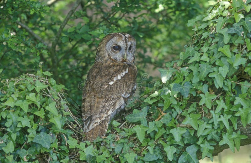 Allocco, Aluco Dello Strige Fotografia Stock - Immagine di gufo ...