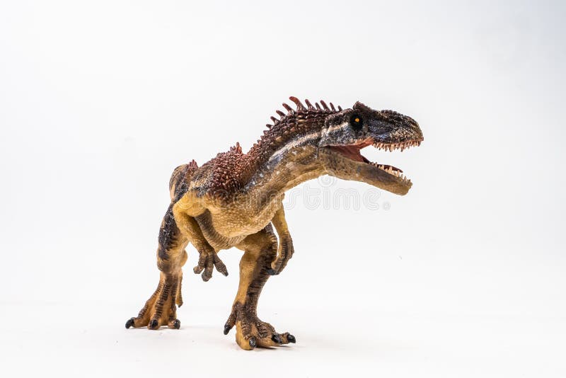 Allosaurus ,dinosaur on White Background Stock Image - Image of ...